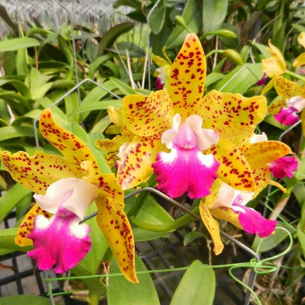 6804 Cattlianthe Siamese Doll 'Kiwi Fruit' | 長潁農業開發股份有限公司