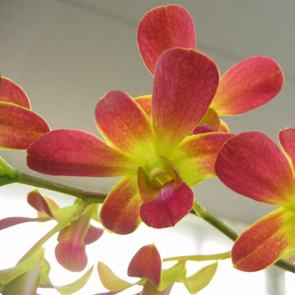 10136 Dendrobium (Dark Red x Suzanne Neil) | 長潁農業開發股份有限公司