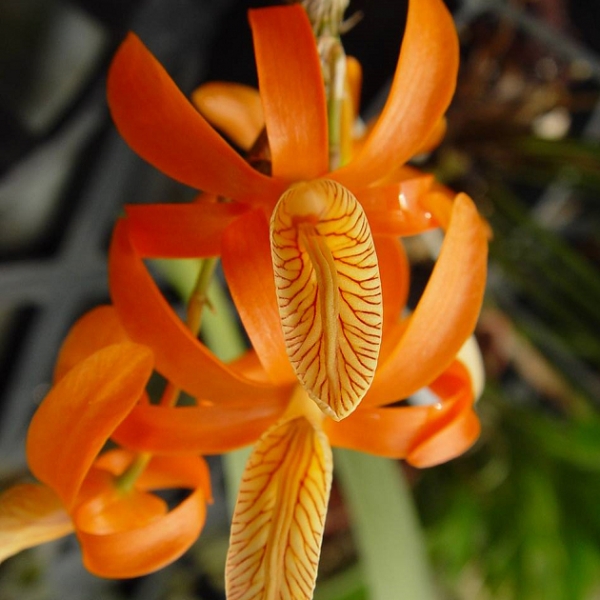 10199 Dendrobium unicum | 長潁農業開發股份有限公司