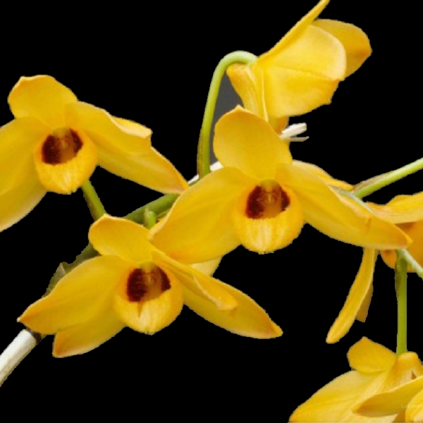 10229 Dendrobium moschatum | 長潁農業開發股份有限公司